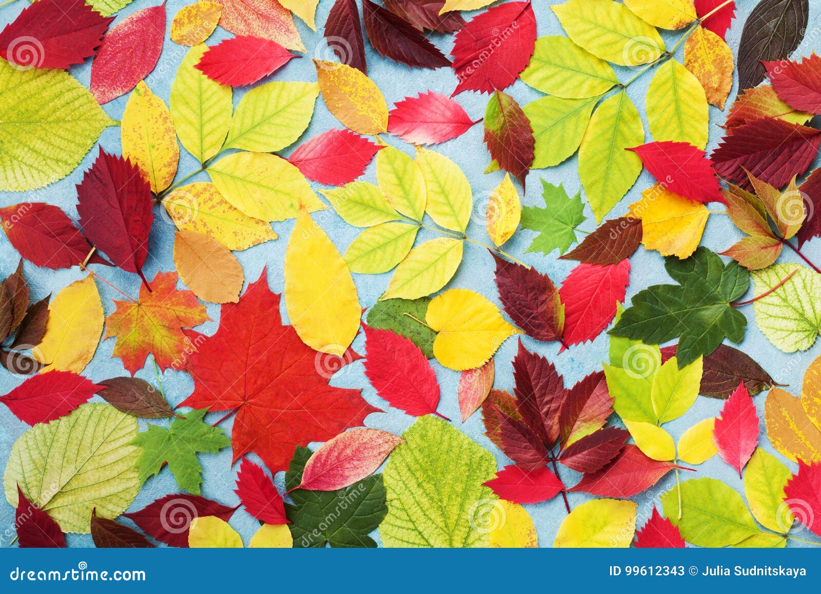 Colorful Autumn Leaves Background Top View. Bright Fall Patterns. Stock ...
