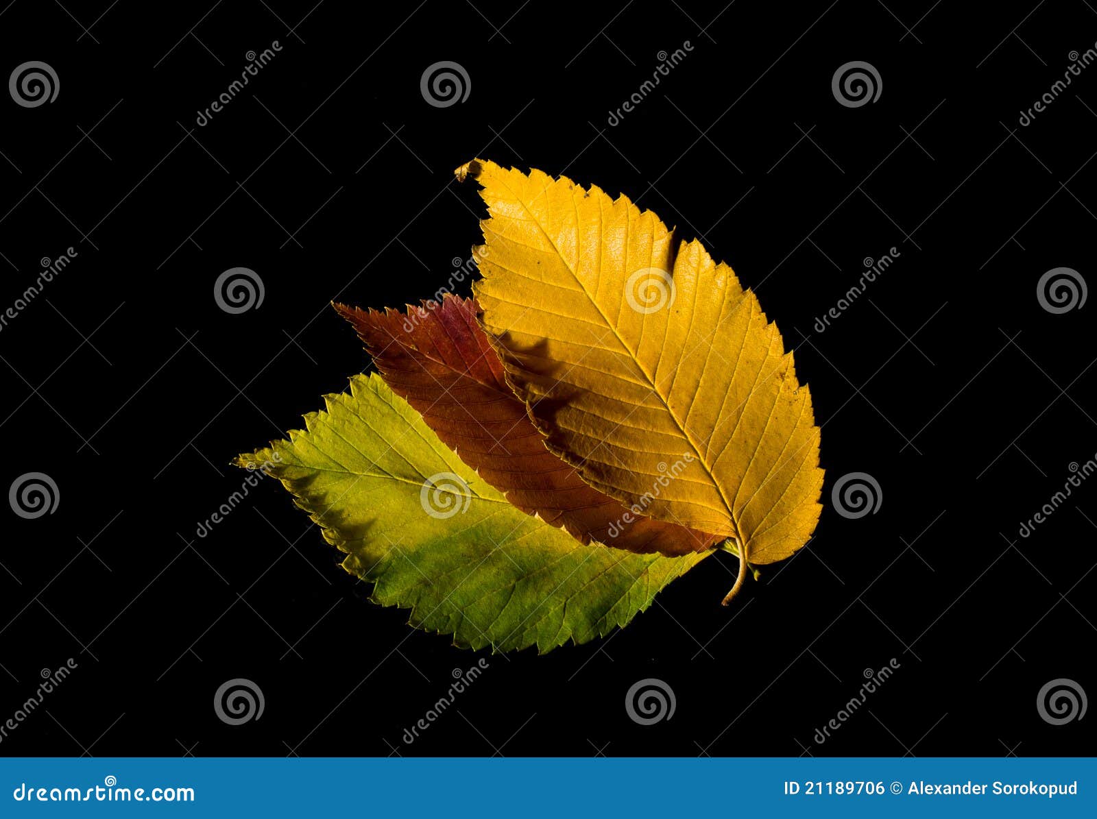 Colorful Autumn Leaves on Black Stock Photo - Image of isolated ...