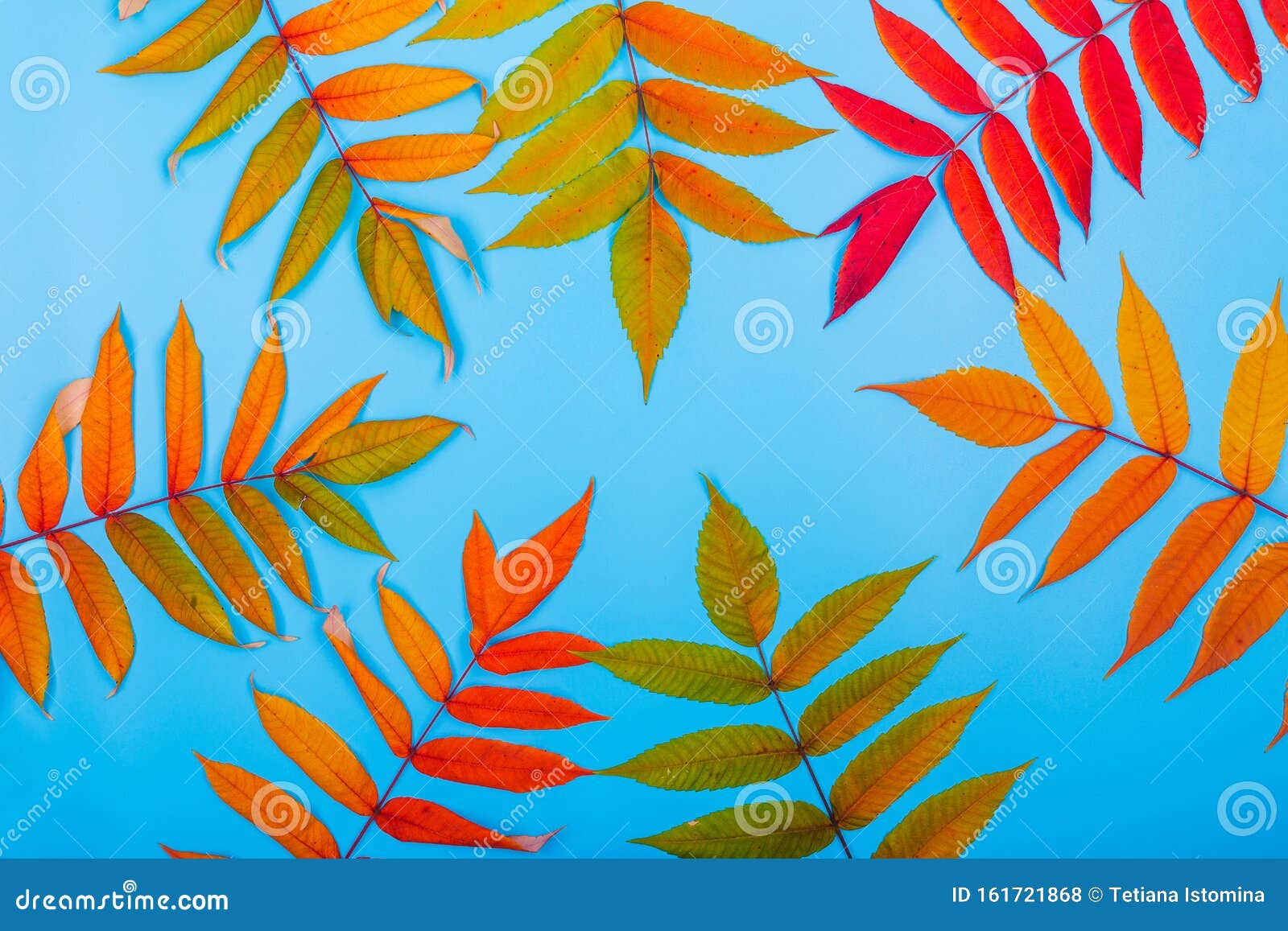 Colorful Autumn Leaves on Blue Background Stock Photo - Image of leaf ...