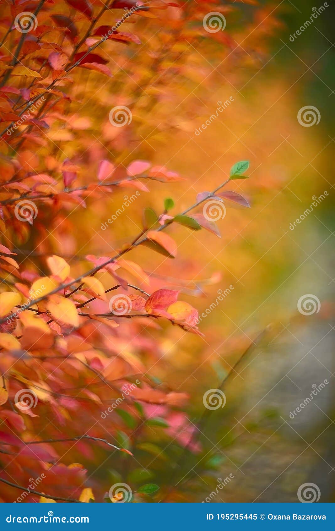 Colorful Autumn Leaves on a Blurry Background Stock Image - Image of ...