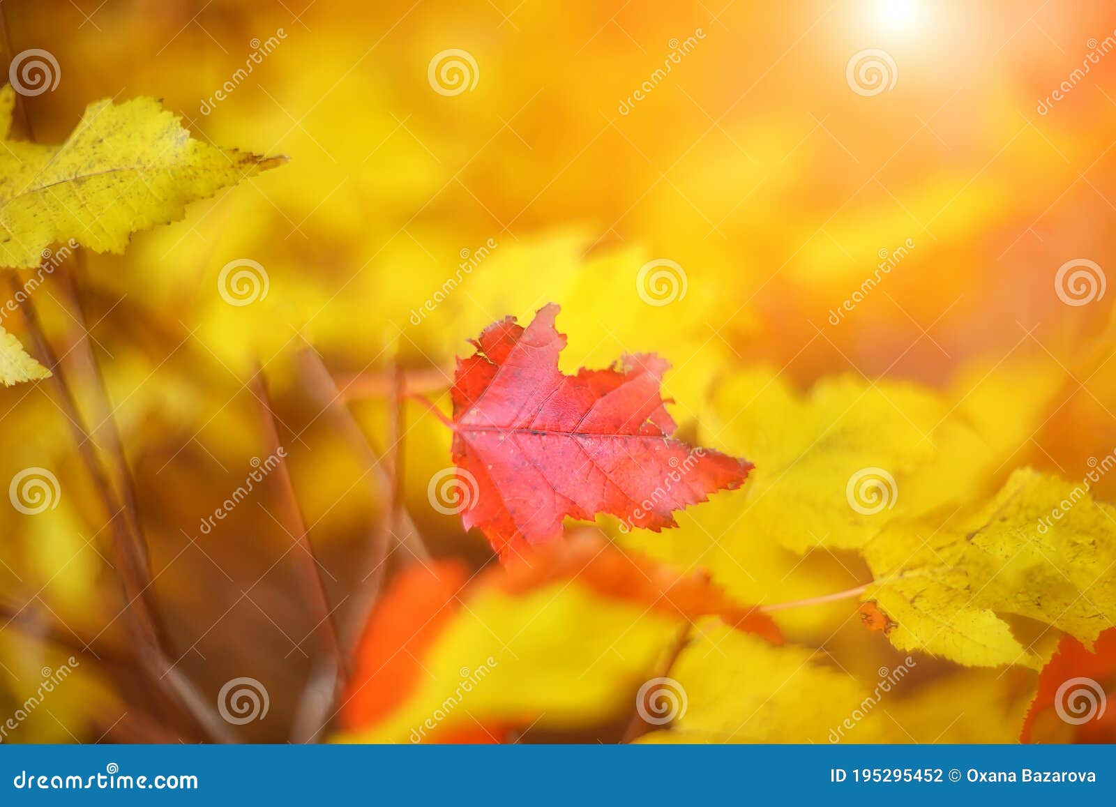 Colorful Autumn Leaves on a Blurry Background Stock Photo - Image of ...