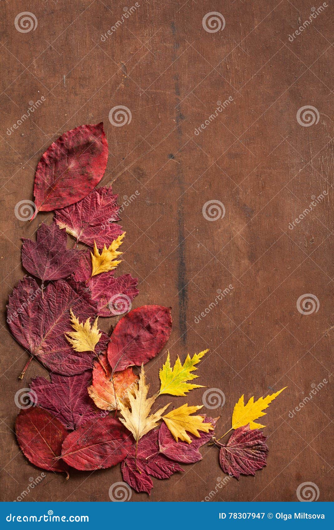 Colorful Autumn Leaves on Dark Rustic Background Stock Image - Image of ...