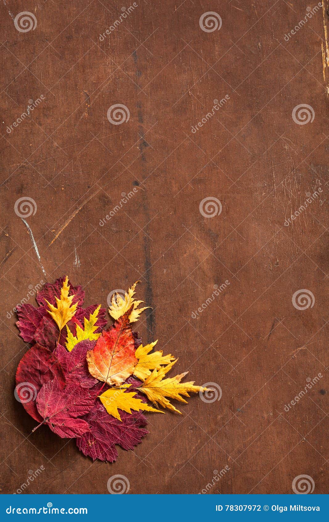 Colorful Autumn Leaves on Dark Rustic Background Stock Photo - Image of ...