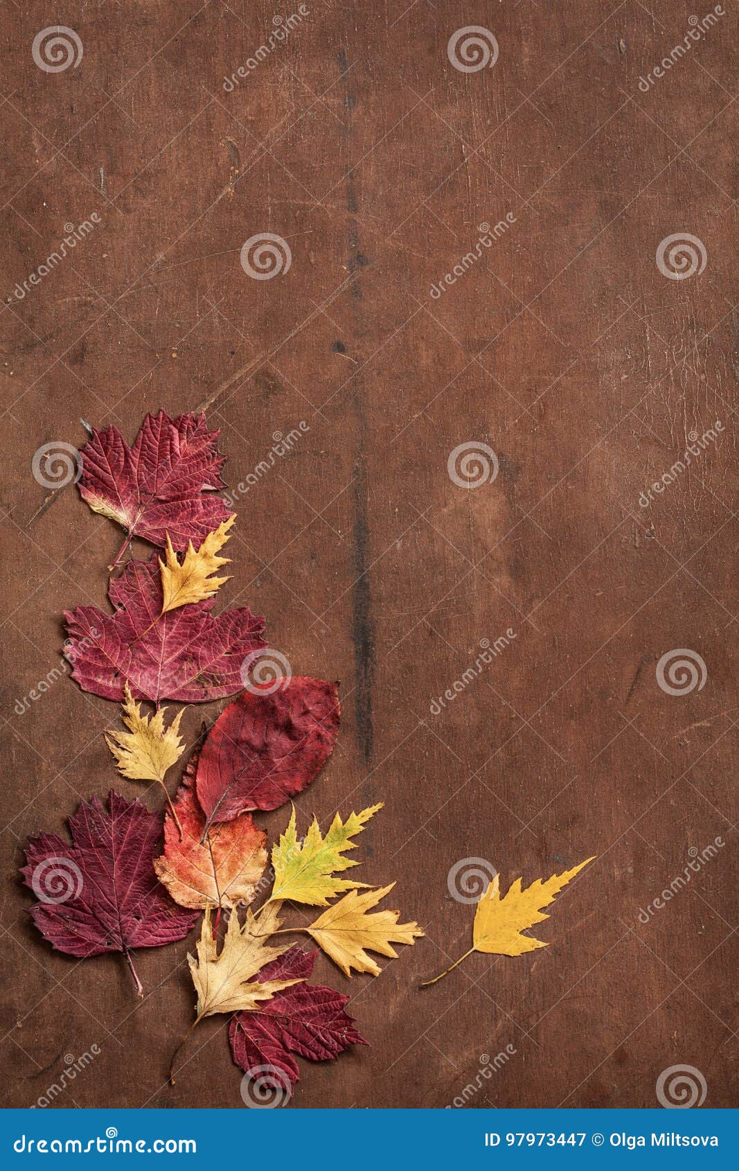 Colorful Autumn Leaves on Dark Rustic Background Stock Image - Image of ...