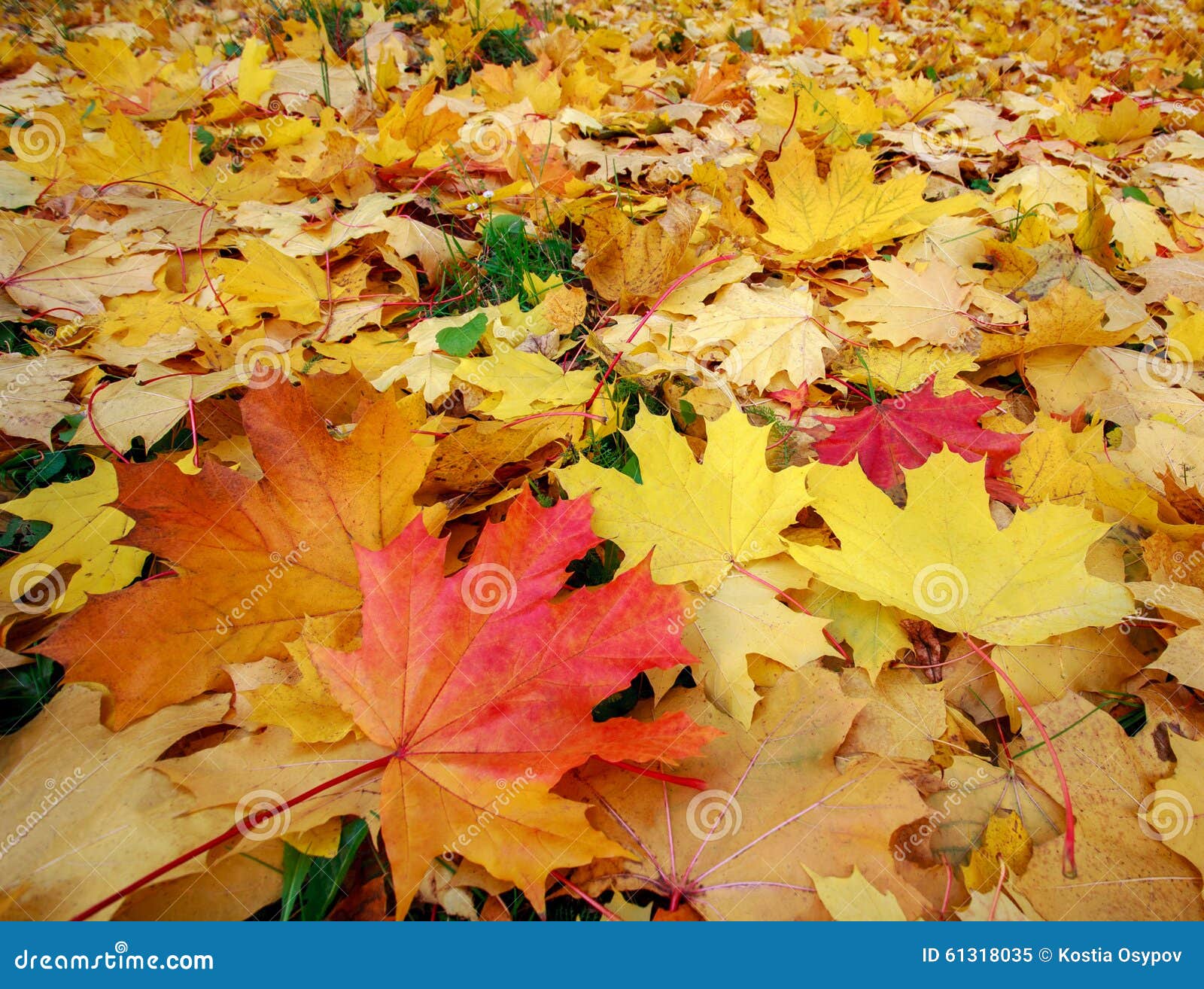Colorful Autumn Leaves Fallen from the Trees Stock Image - Image of ...