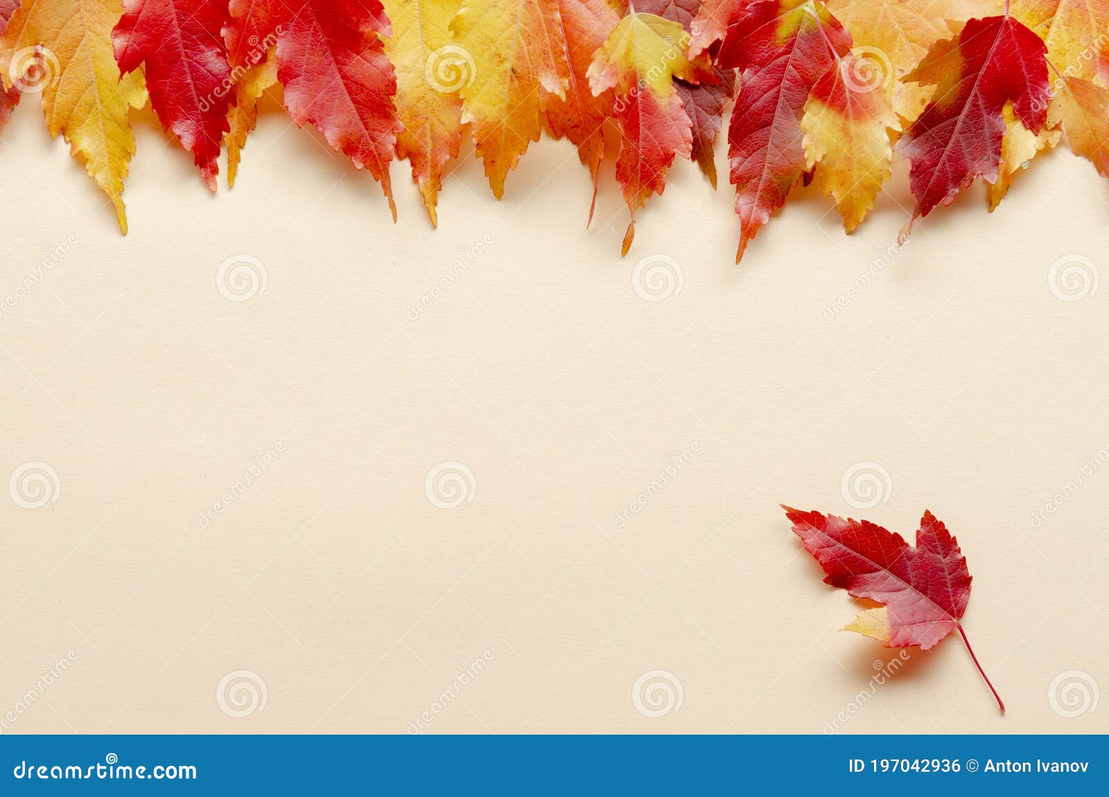 Colorful Autumn Leaves Falling Isolated on Colored Background. Fall ...