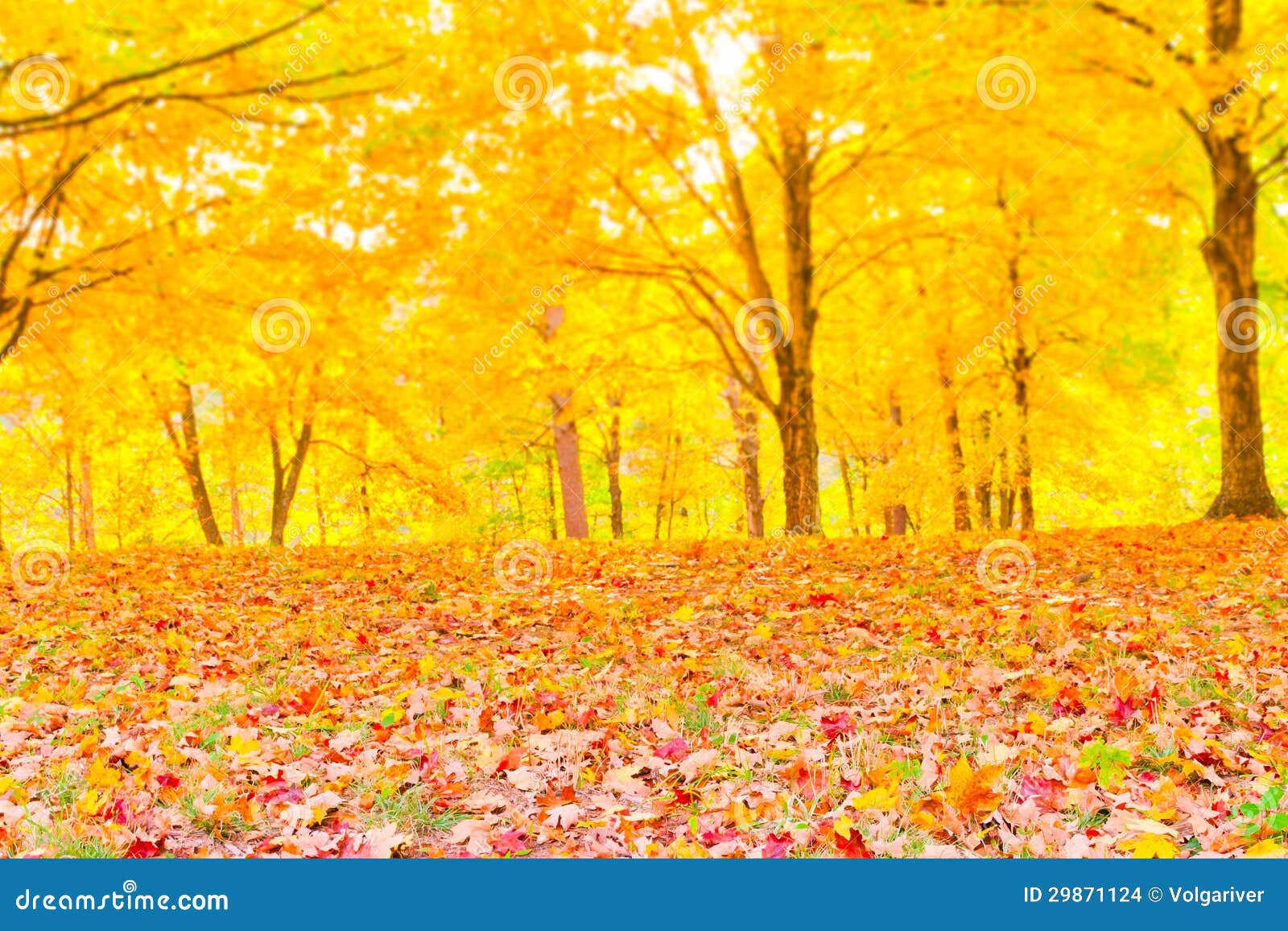 Colorful Autumn Leaves with Forest Blurred Background. Stock Photo ...