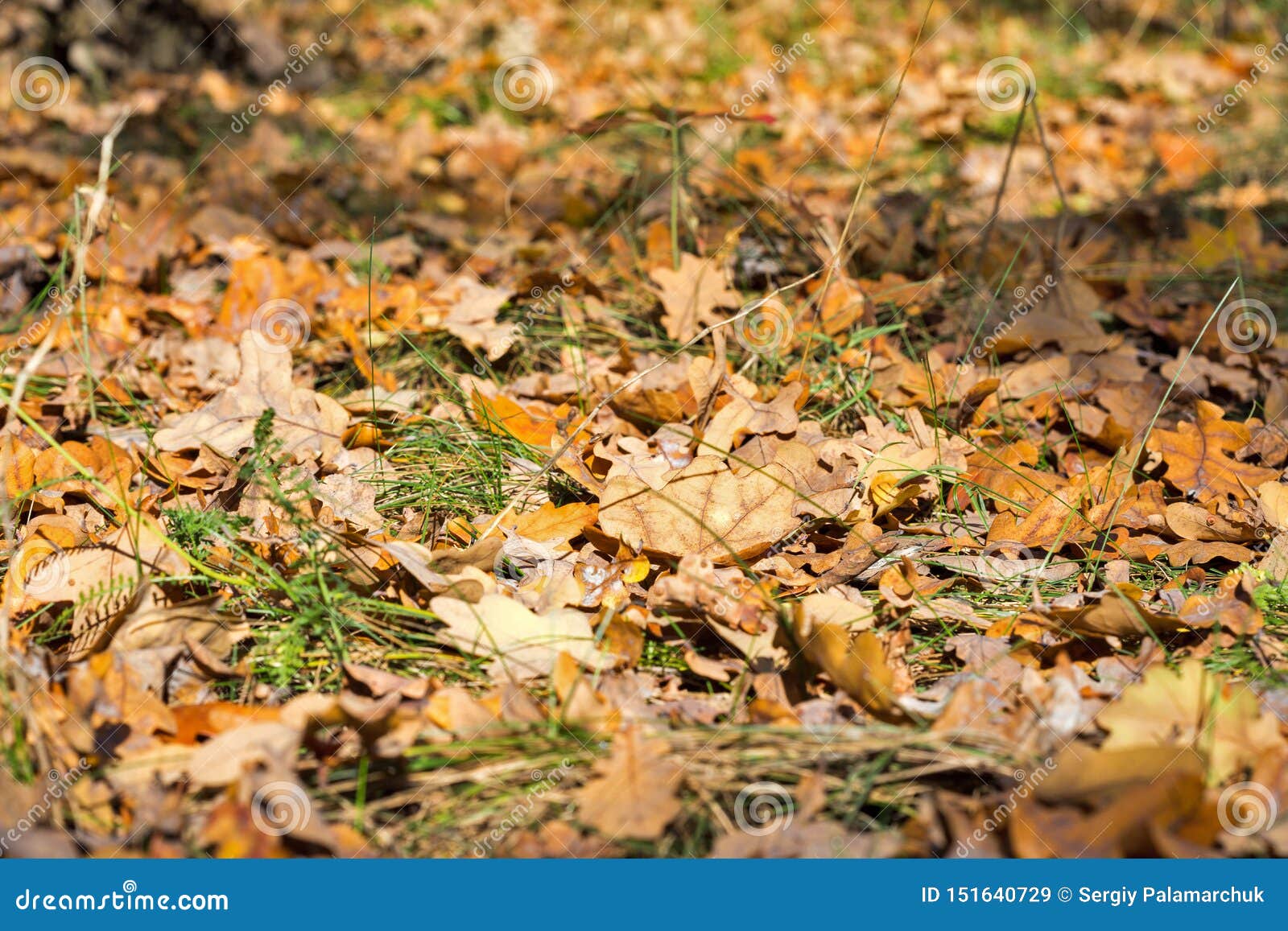 Colorful Autumn Leaves on Forest Floor Stock Image - Image of leaf ...