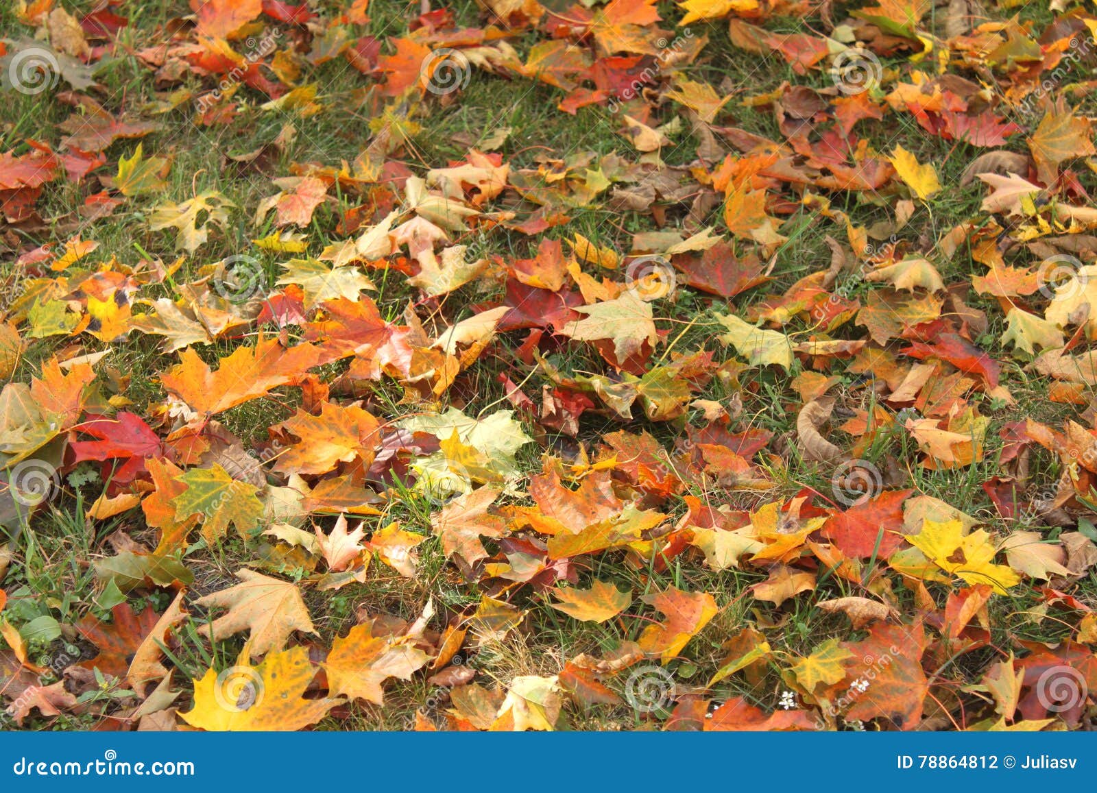Colorful Autumn Leaves on Green Grass Stock Photo - Image of autumn ...