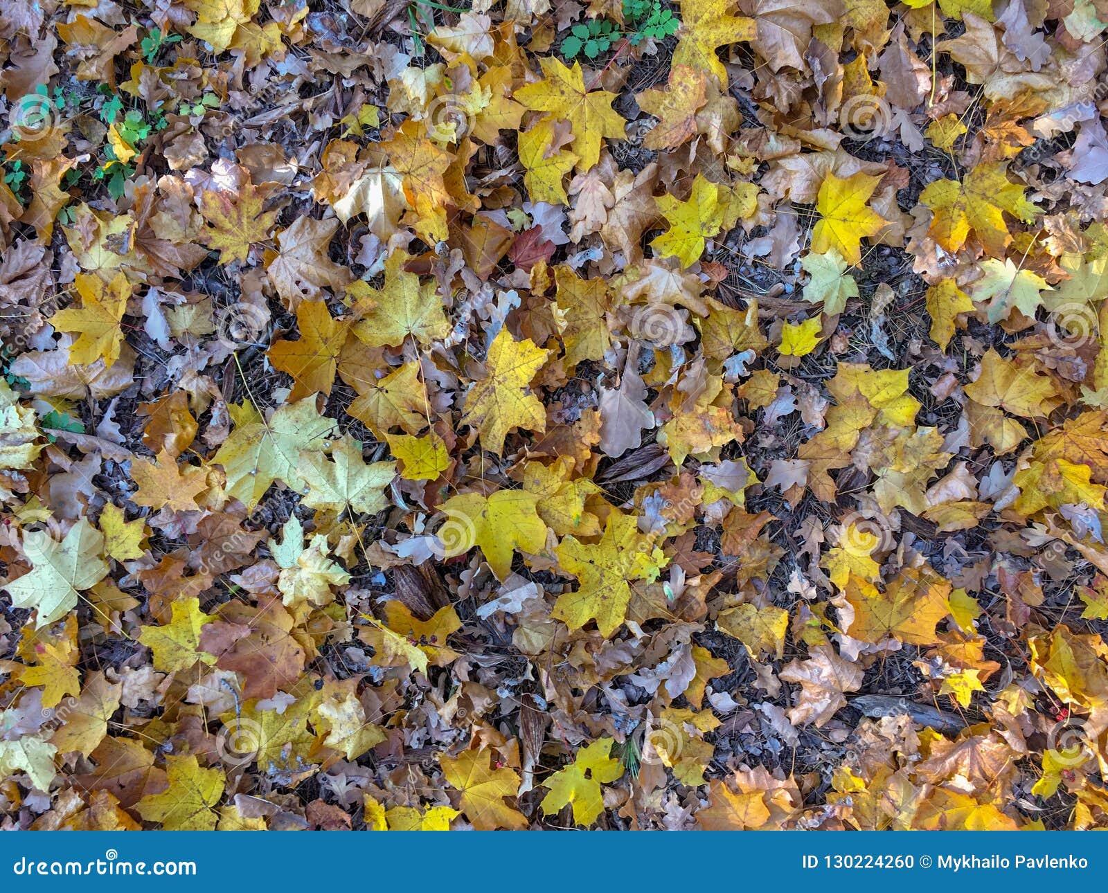 Colorful Autumn Leaves on the Ground in the Forest Stock Photo - Image ...