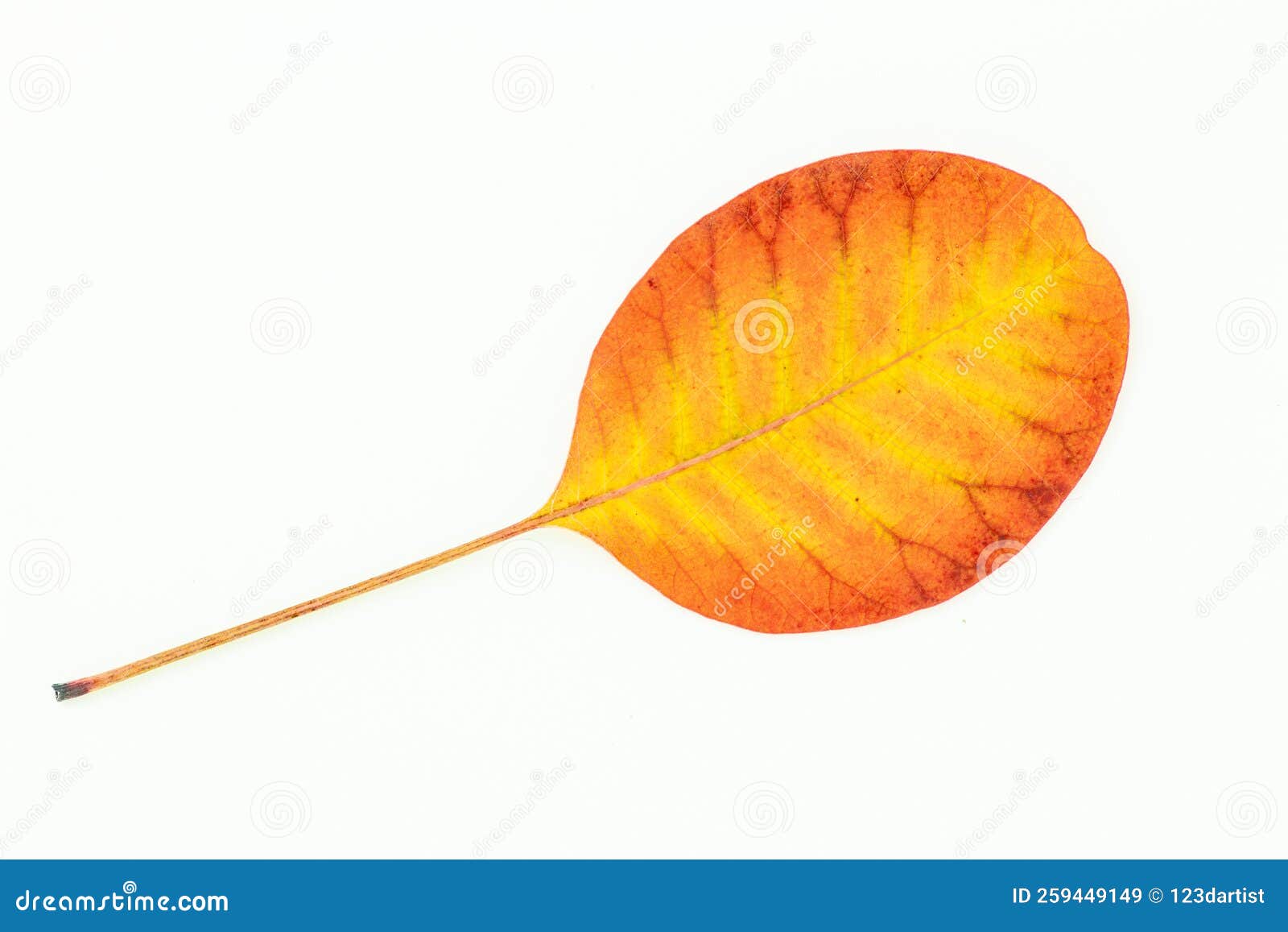Colorful Autumn Leaves Isolated On White Background Stock Image Image