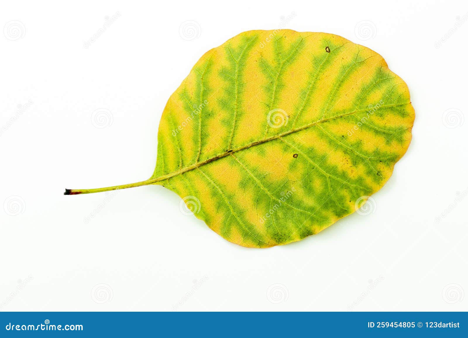 Colorful Autumn Leaves Isolated On White Background Stock Image Image