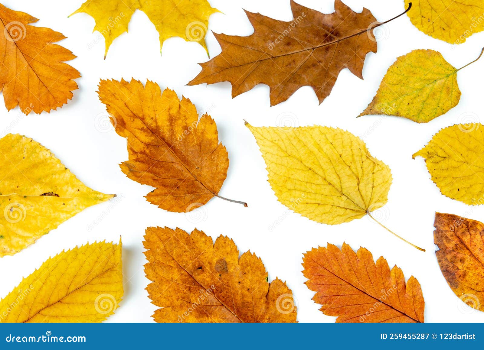 Colorful Autumn Leaves Isolated On White Background Stock Image Image