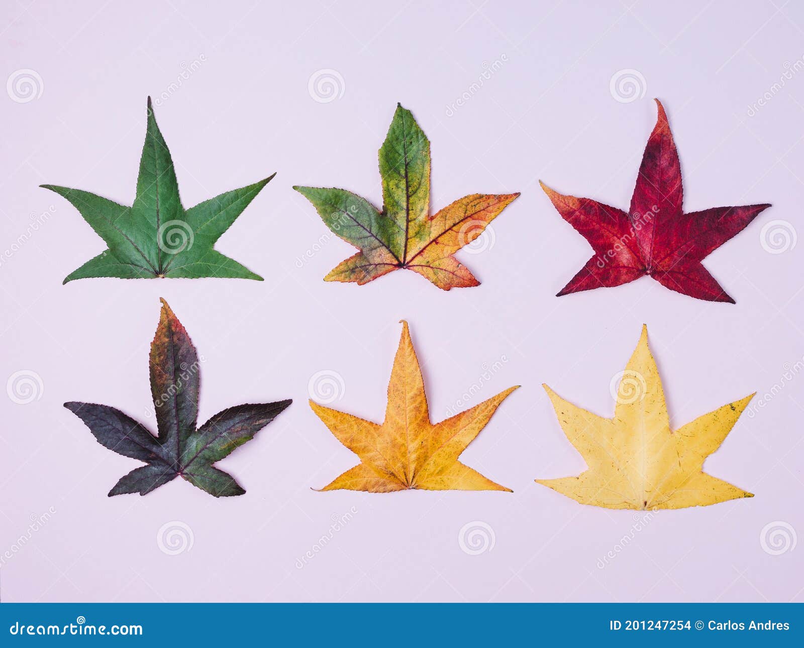 Colorful Autumn Leaves on a Light Background Stock Photo - Image of ...
