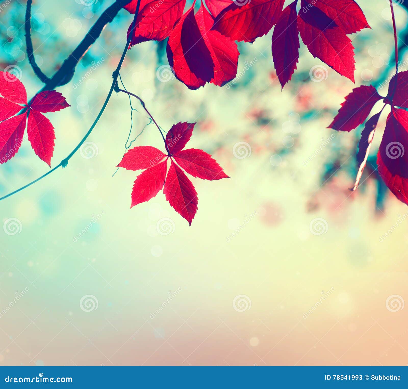 Colorful Autumn Leaves Over Blurred Nature Background Stock Image ...