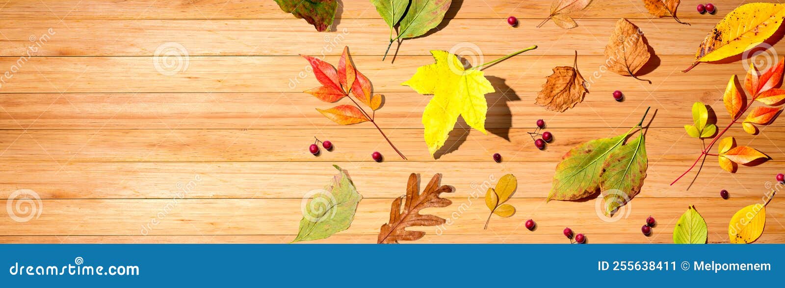 Colorful Autumn Leaves Overhead View Stock Image - Image of composition ...