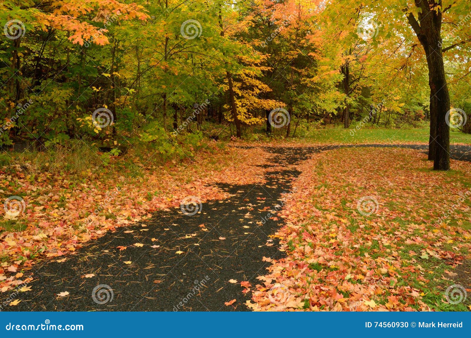 Colorful Autumn Leaves on a Path Stock Photo - Image of copy, foliage ...