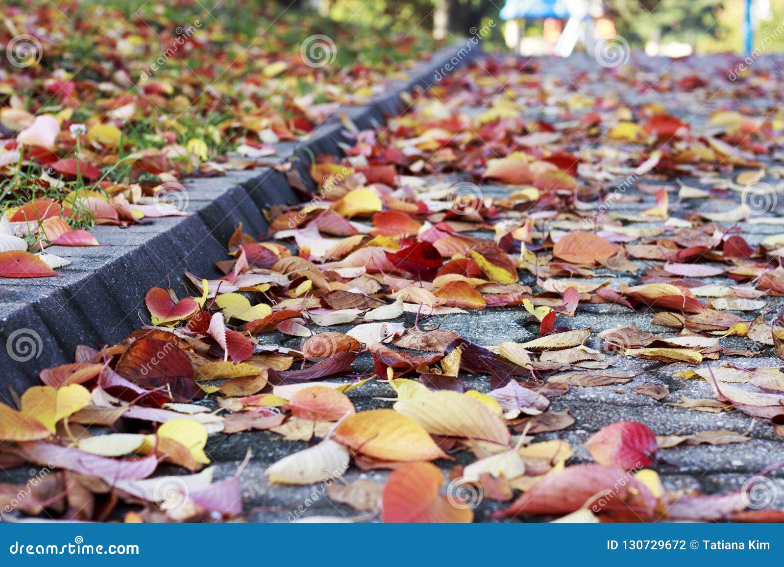 Colorful Autumn Leaves on the Pavement, Autumn Background Stock Photo ...