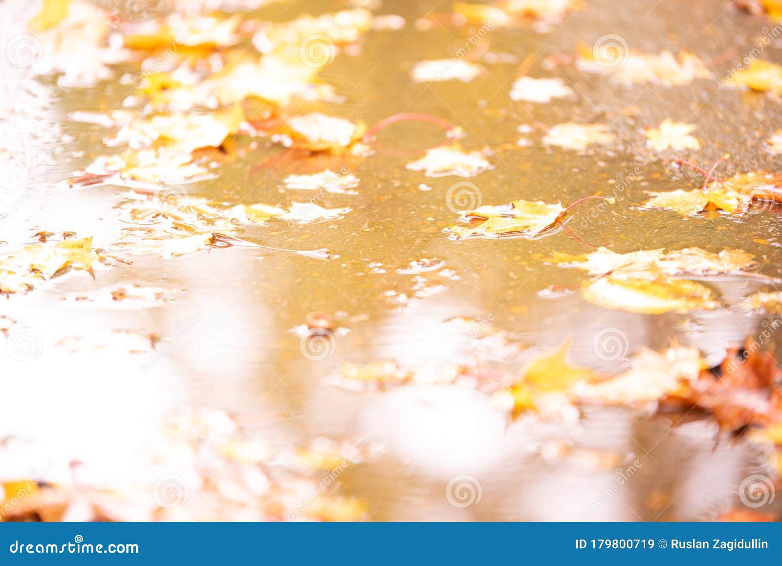 Colorful Autumn Leaves in Rain Puddle Stock Image - Image of light ...