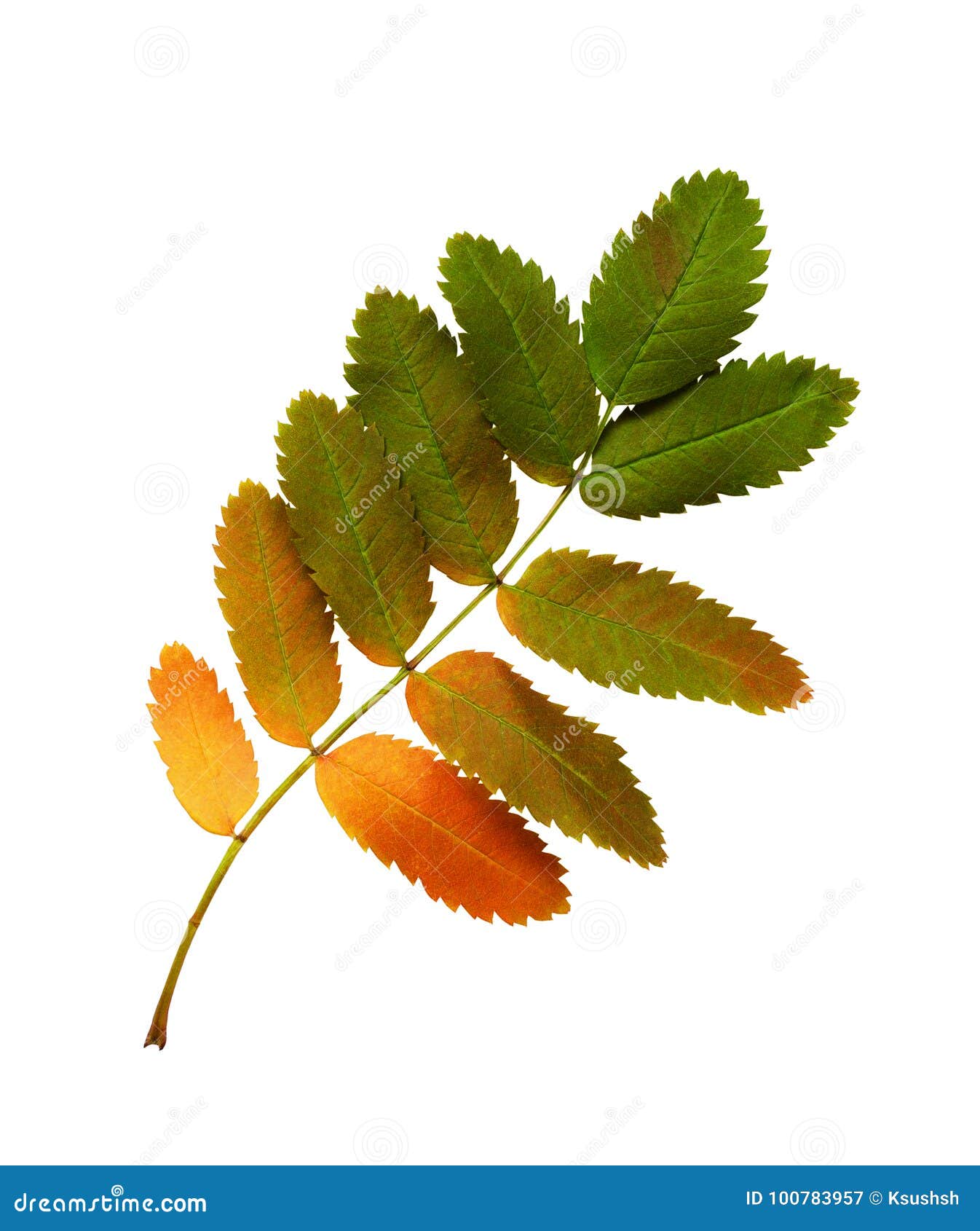 Colorful Autumn Leaves Of Rowan Tree Stock Image Image Of October Weathered 100783957