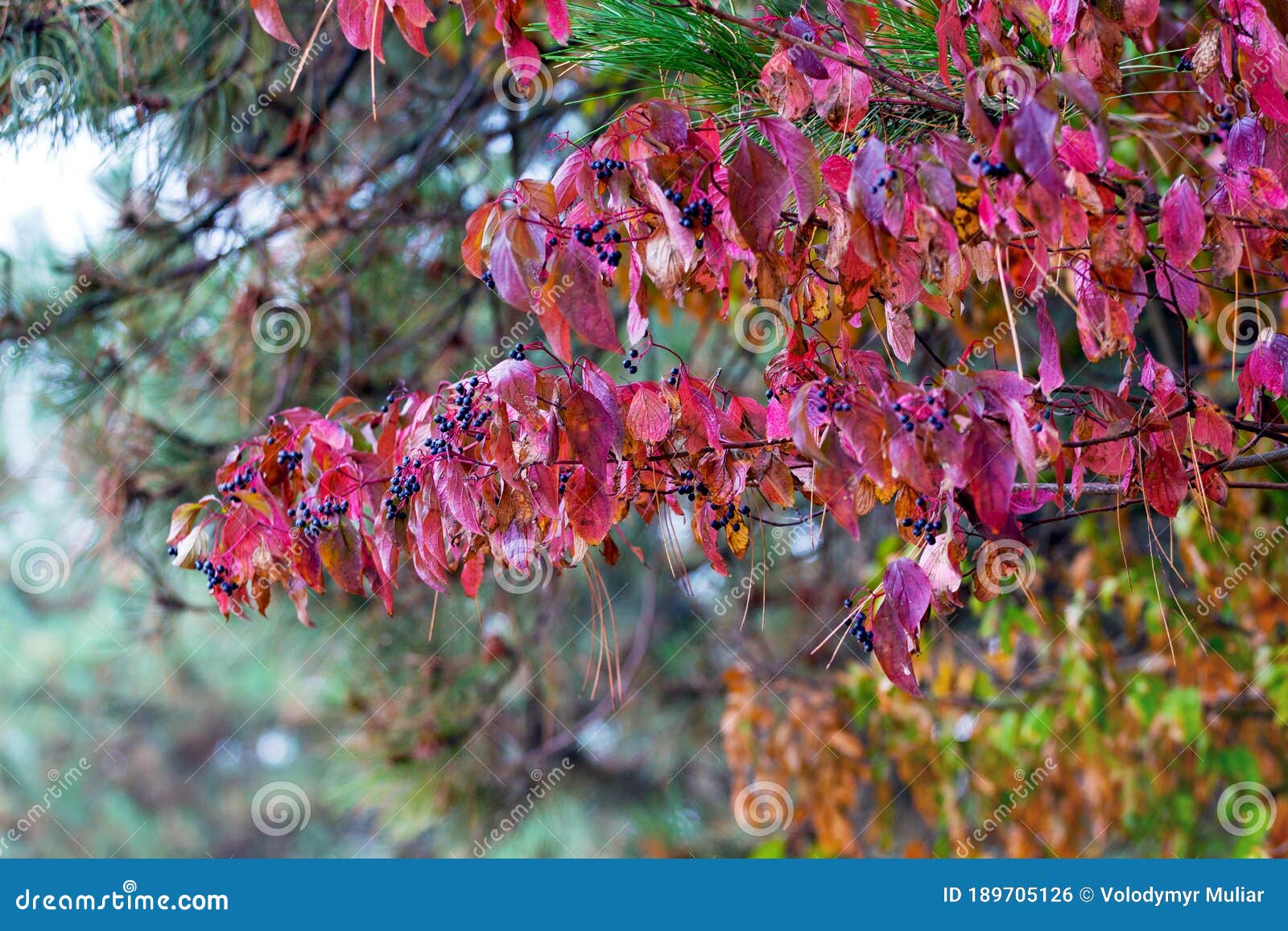 Colorful Autumn Leaves on a Tree Branch Stock Photo - Image of fall ...