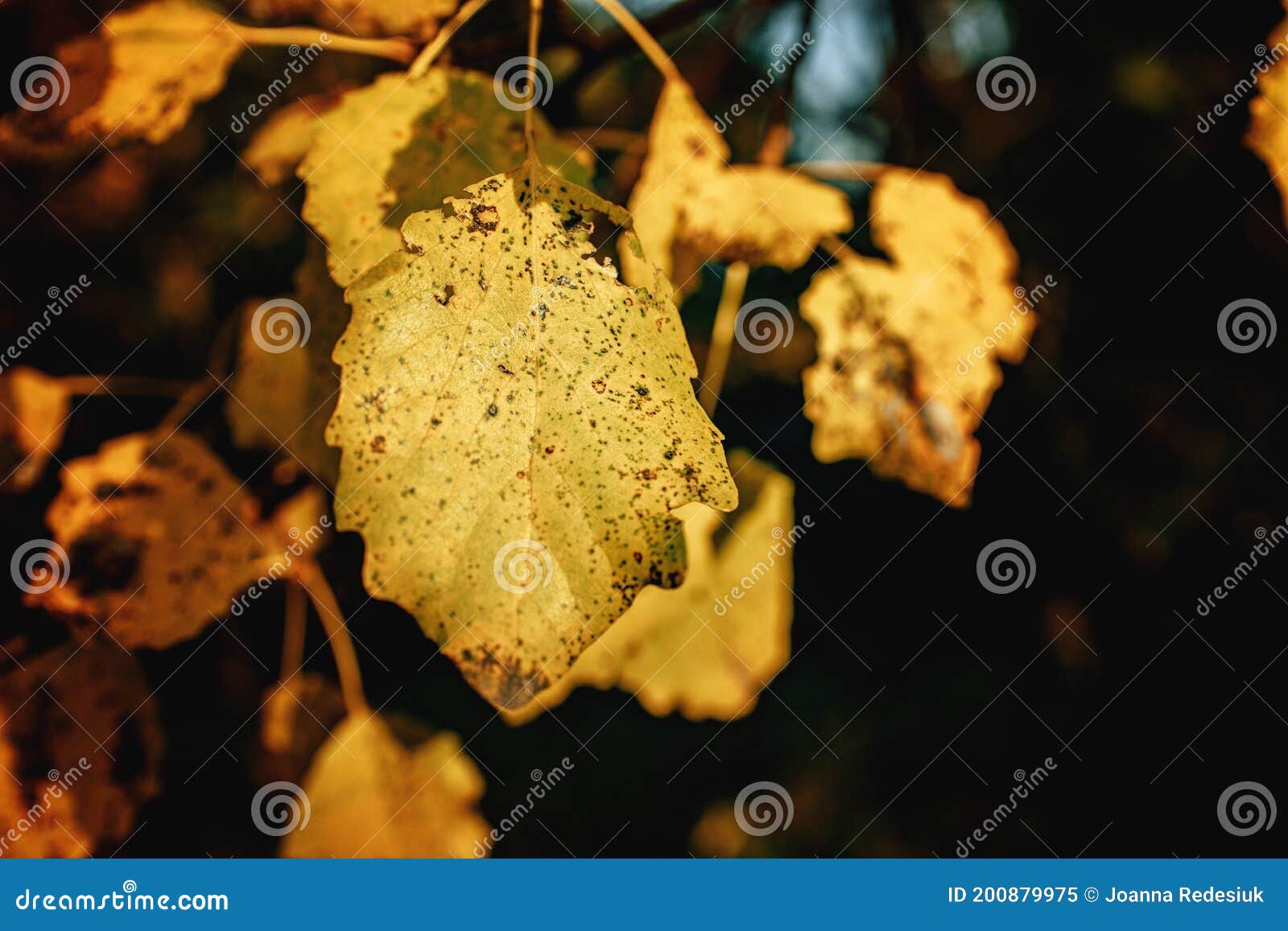 Colorful Autumn Leaves on a Tree Close-up Stock Image - Image of ...