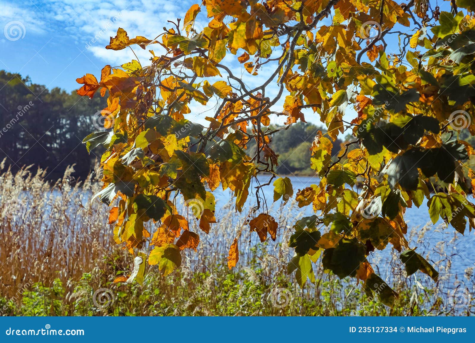 Colorful Autumn Leaves on a Tree in Germany Stock Photo - Image of ...