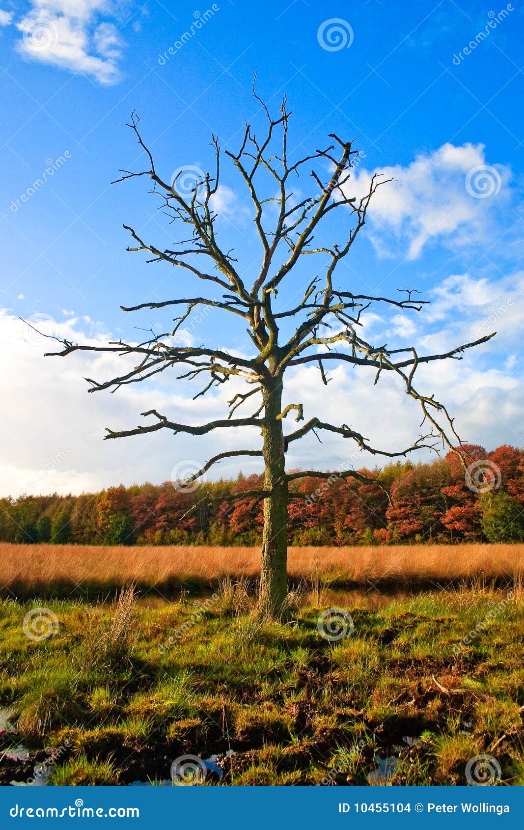 Colorful Autumn Leaves on Trees with Dead Tree Stock Photo - Image of ...