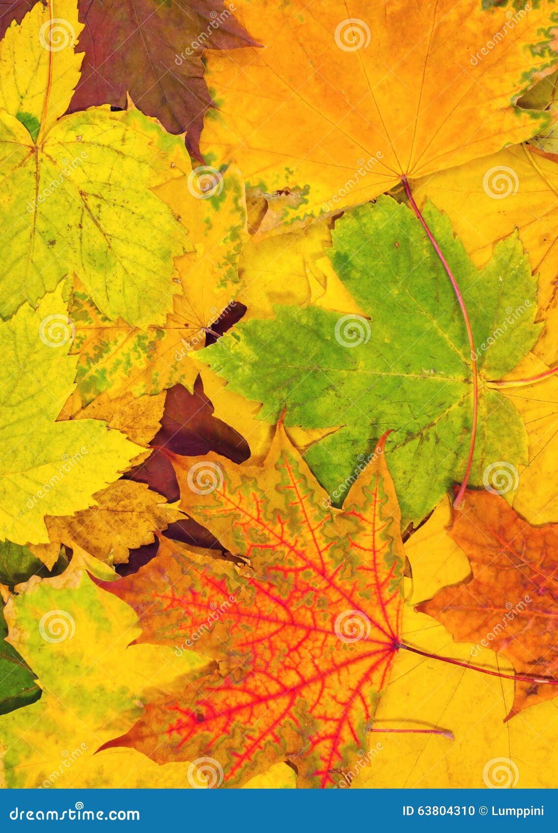 Colorful Autumn Leaves.vertical Card Stock Photo - Image of bright ...