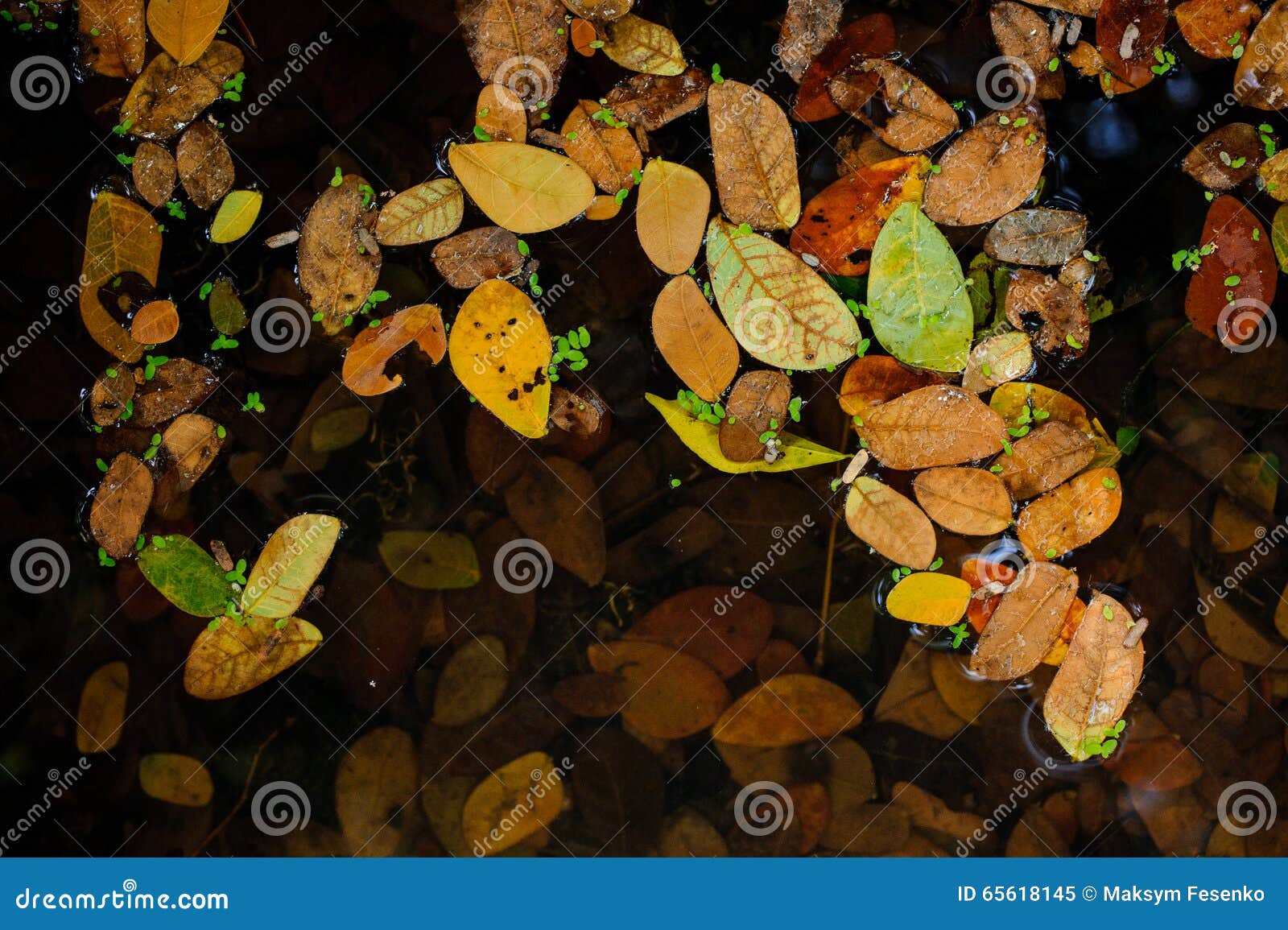 Colorful Autumn Leaves on Water Stock Image - Image of color, park ...