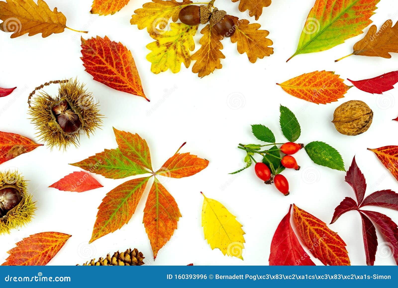Colorful Autumn Leaves and Yields Pattern Isolated on White Background ...