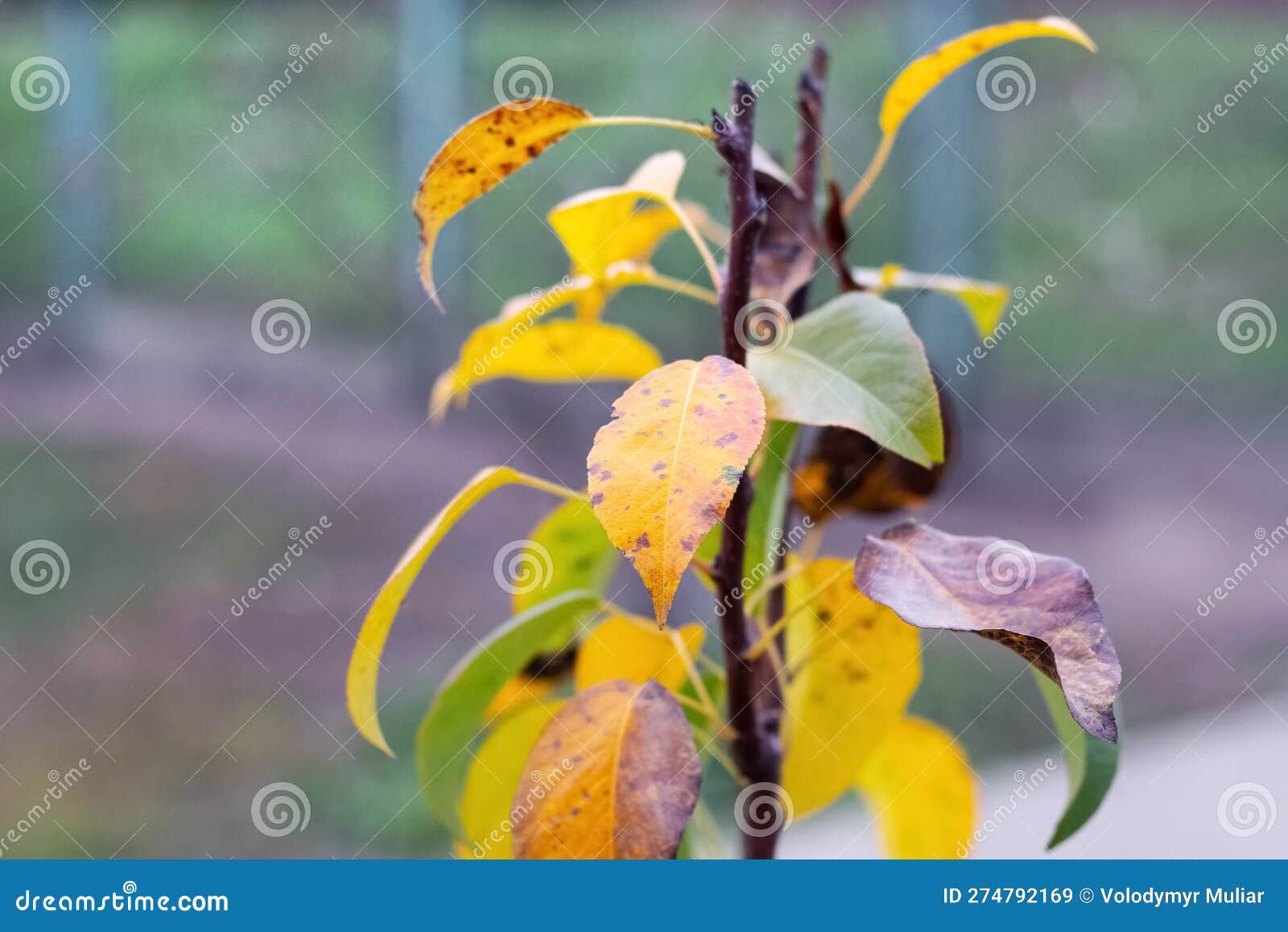 Colorful Autumn Leaves on a Young Pear Tree Stock Image - Image of ...