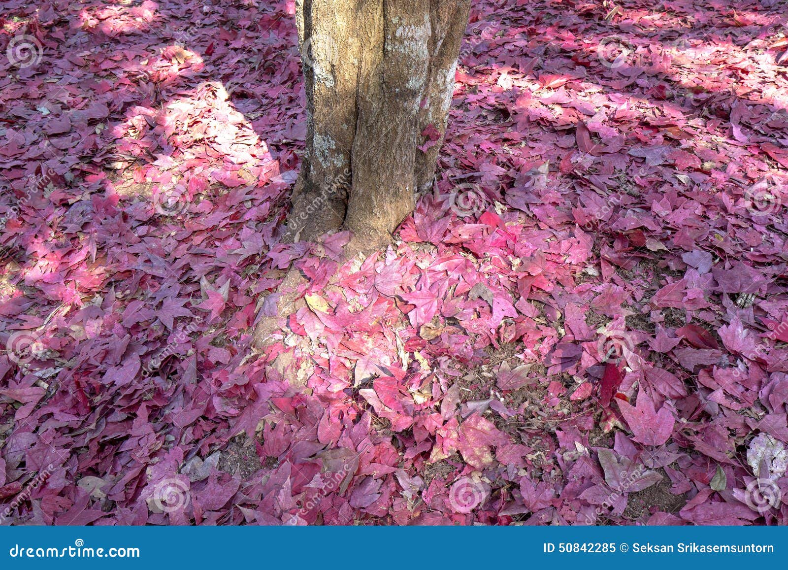 Colorful Autumn Maple on the Fall Forest Floor. Stock Image - Image of ...