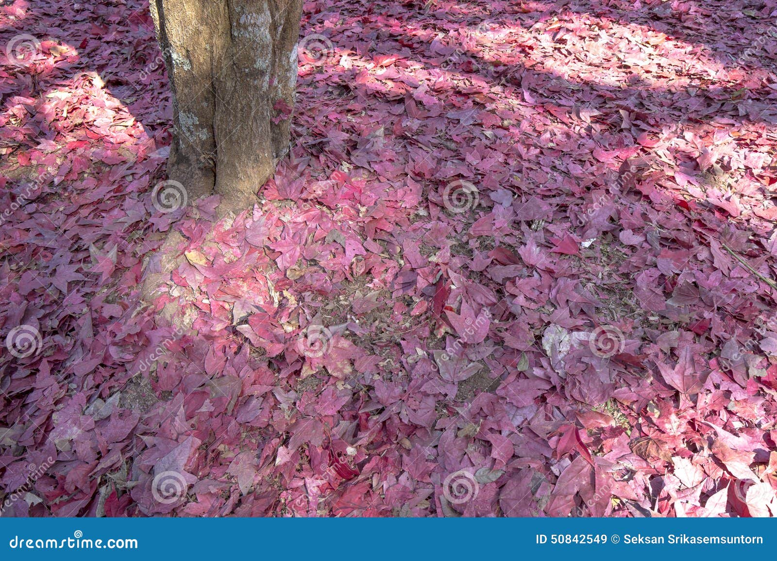 Colorful Autumn Maple on the Fall Forest Floor. Stock Image - Image of ...