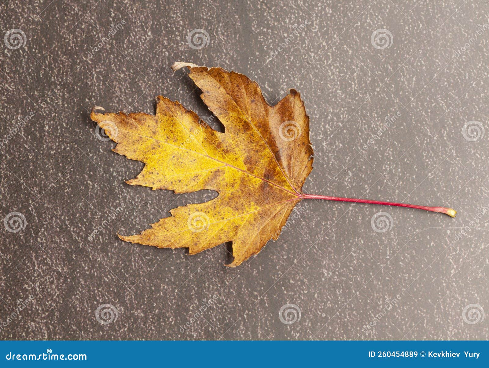 Colorful Autumn Maple Leaf on Black Stock Image - Image of botany ...