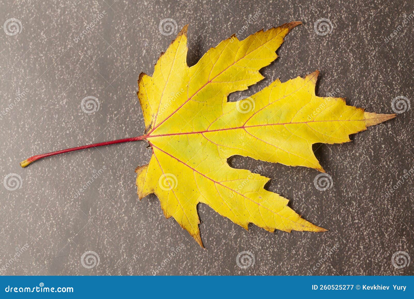 Colorful Autumn Maple Leaf on Black Stock Image - Image of design ...