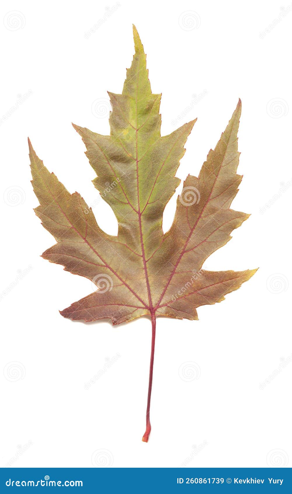 Colorful Autumn Maple Leaf Isolated on White Background Stock Image ...