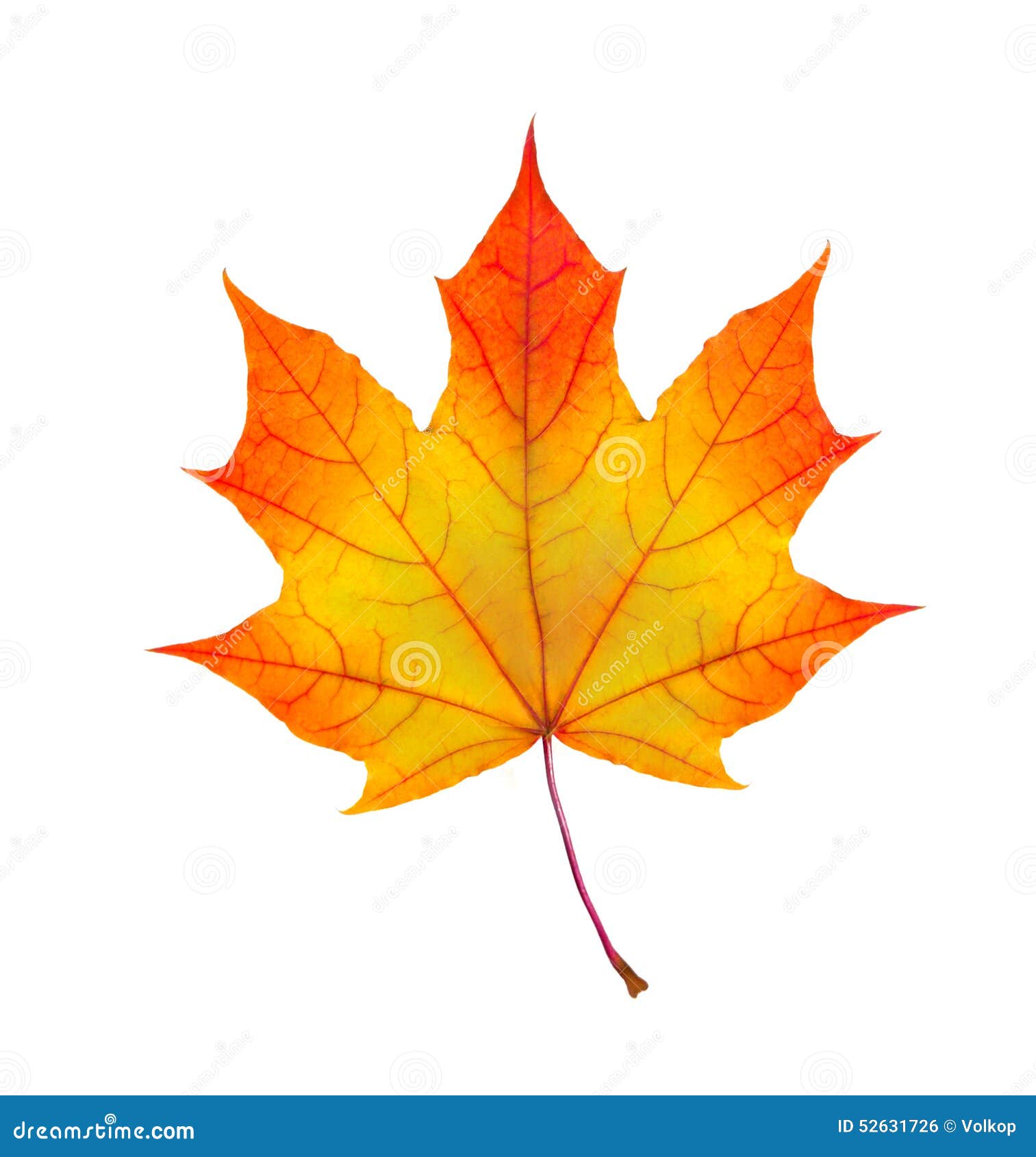 Colorful Autumn Maple Leaf Isolated on White Stock Photo - Image of ...
