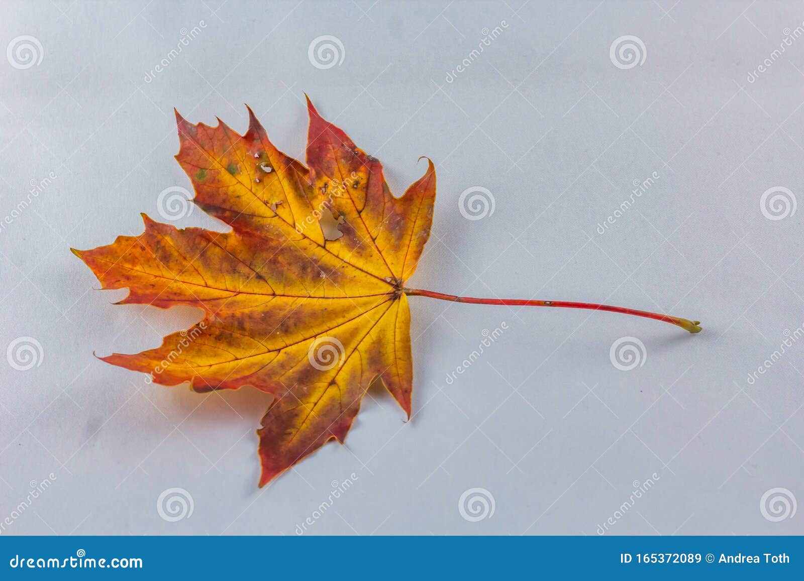 Colorful Autumn Maple Leaf with White Background Stock Image - Image of ...
