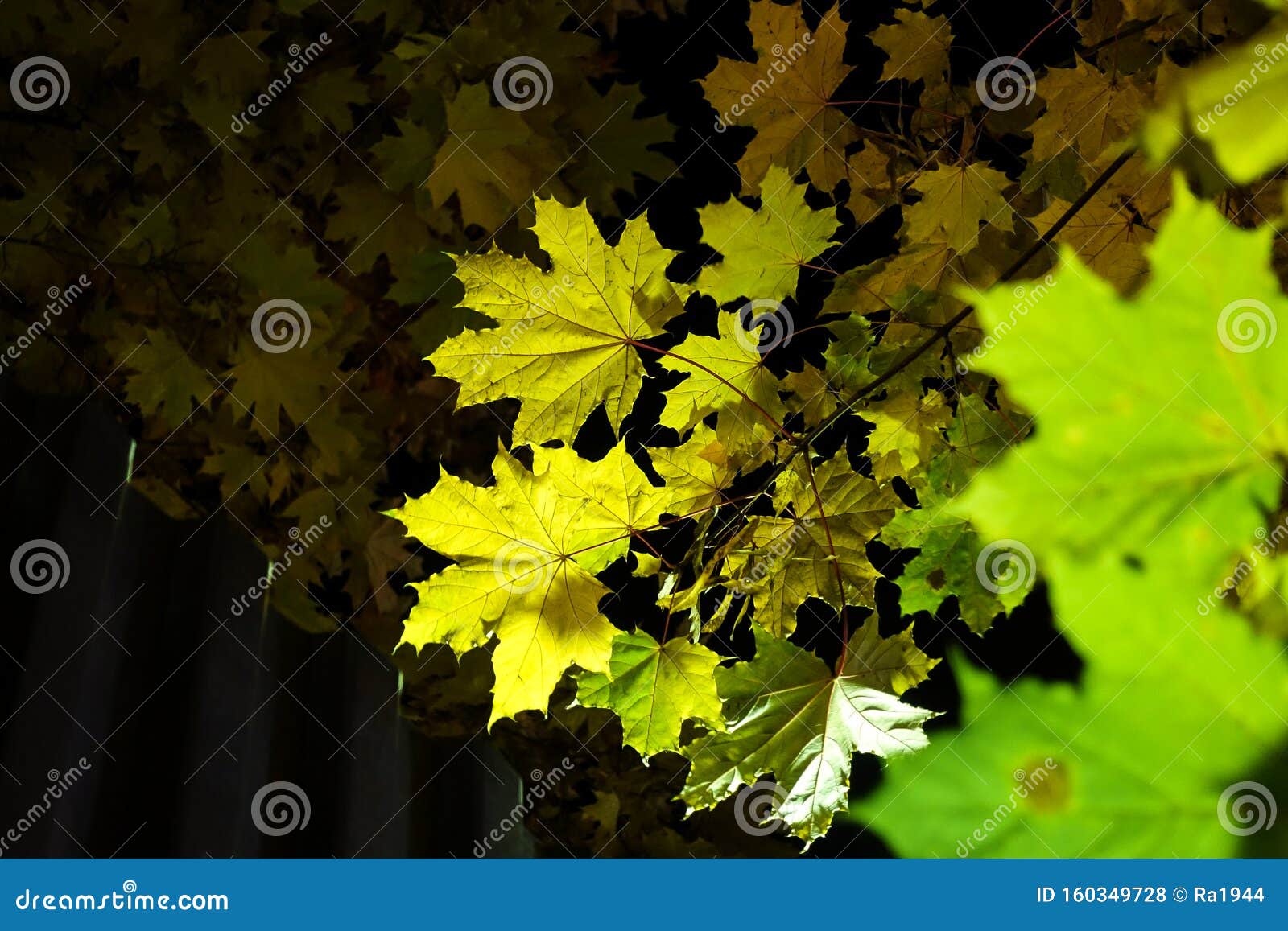 Colorful Autumn Maple Leaves with Night Lighting on the Streets Stock ...