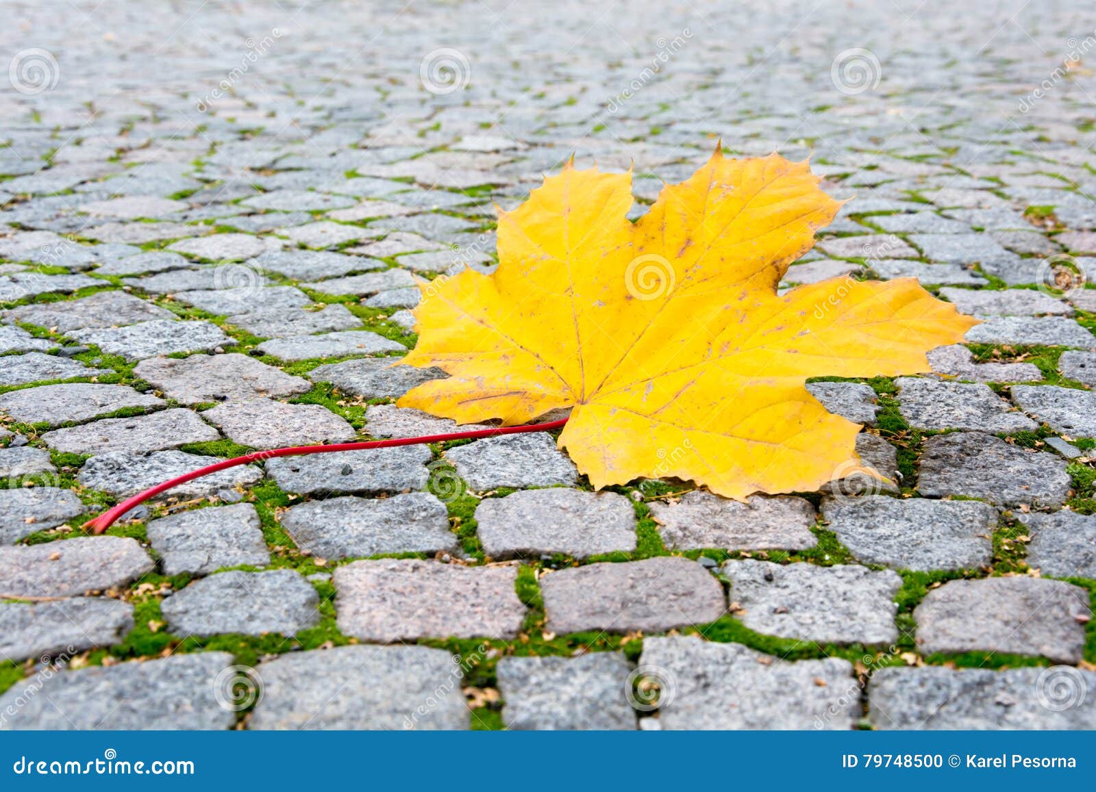 Colorful Autumn Maple Leaves at Sunset Stock Photo - Image of beautiful ...