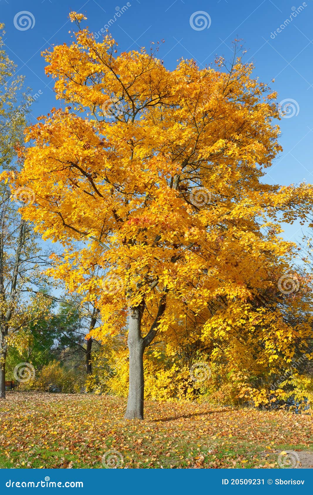 Colorful autumn maple tree stock image. Image of fall - 20509231