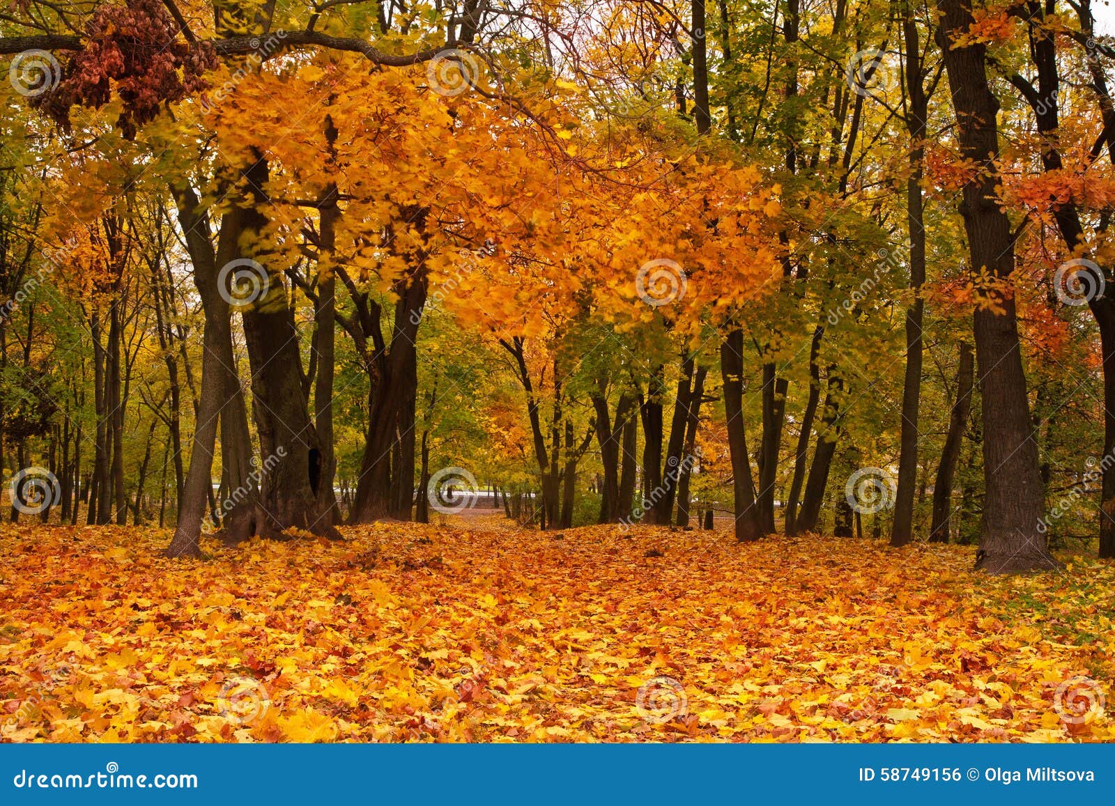Colorful Autumn Maple Trees in Park Stock Photo - Image of golden ...