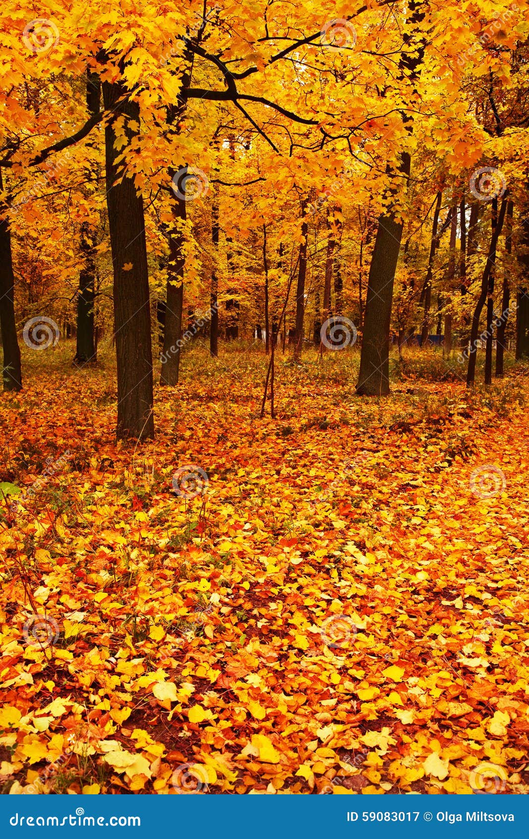 Colorful Autumn Maple Trees in Park Stock Image - Image of beautiful ...