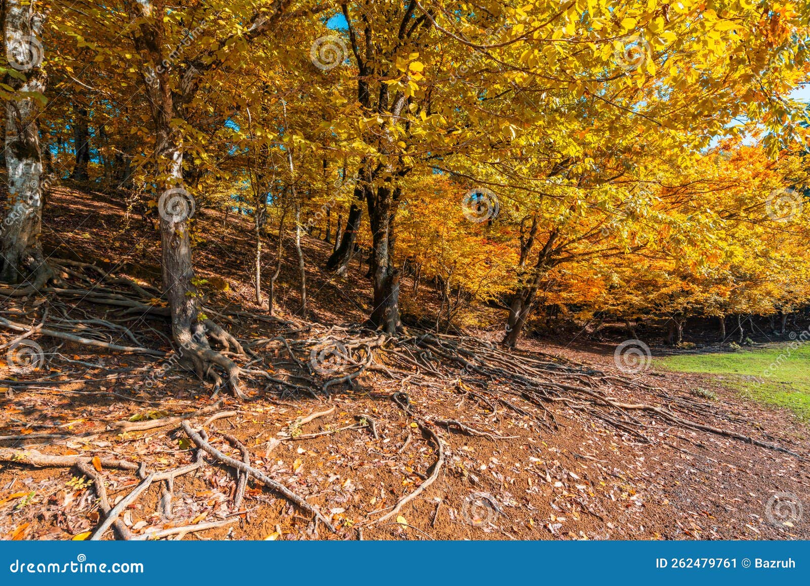 Colorful Autumn Mountain Forest Scenery Stock Image - Image of amazing ...
