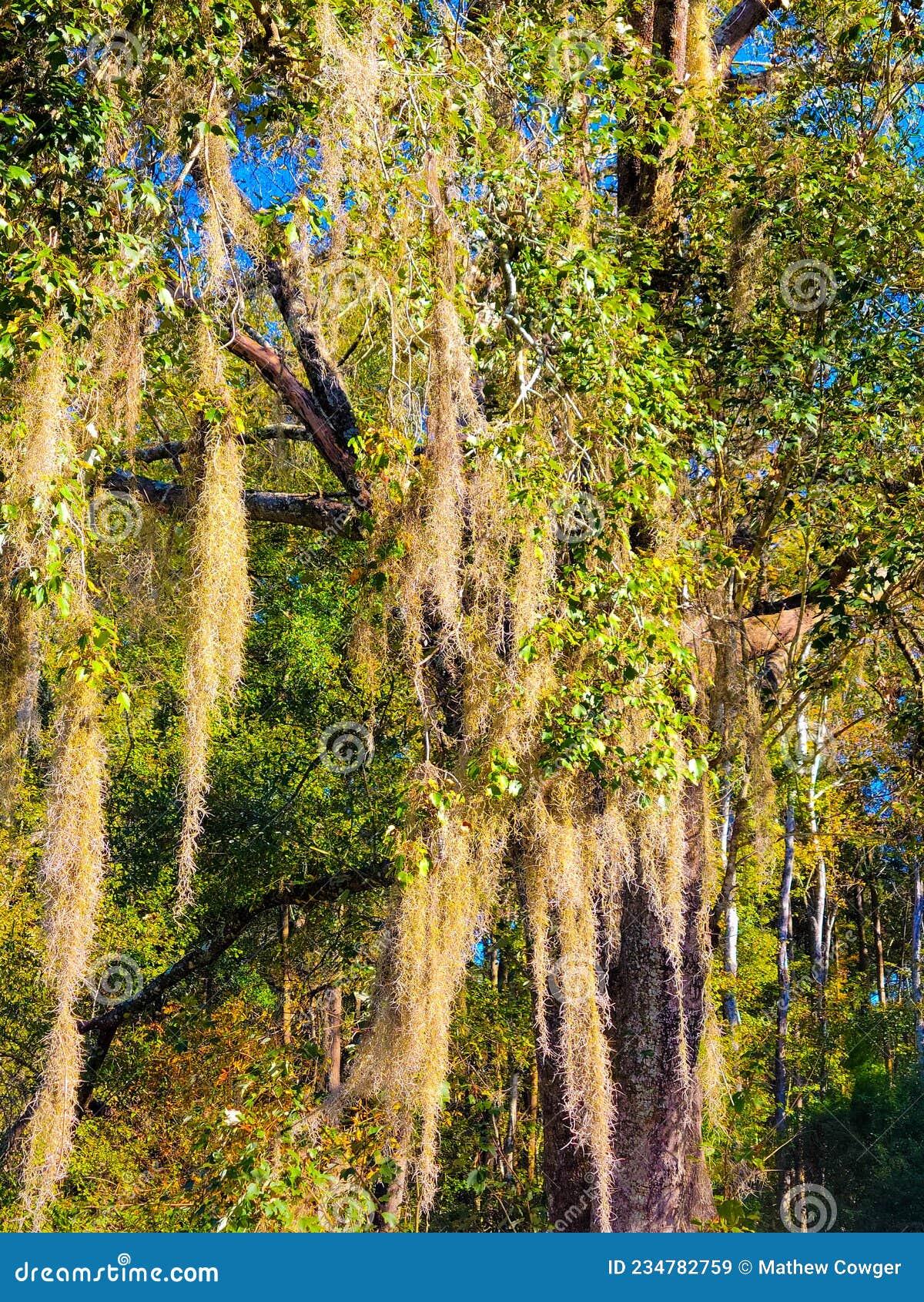 Colorful Autumn Oak Tree Covered in Spanish Moss Stock Image - Image of ...