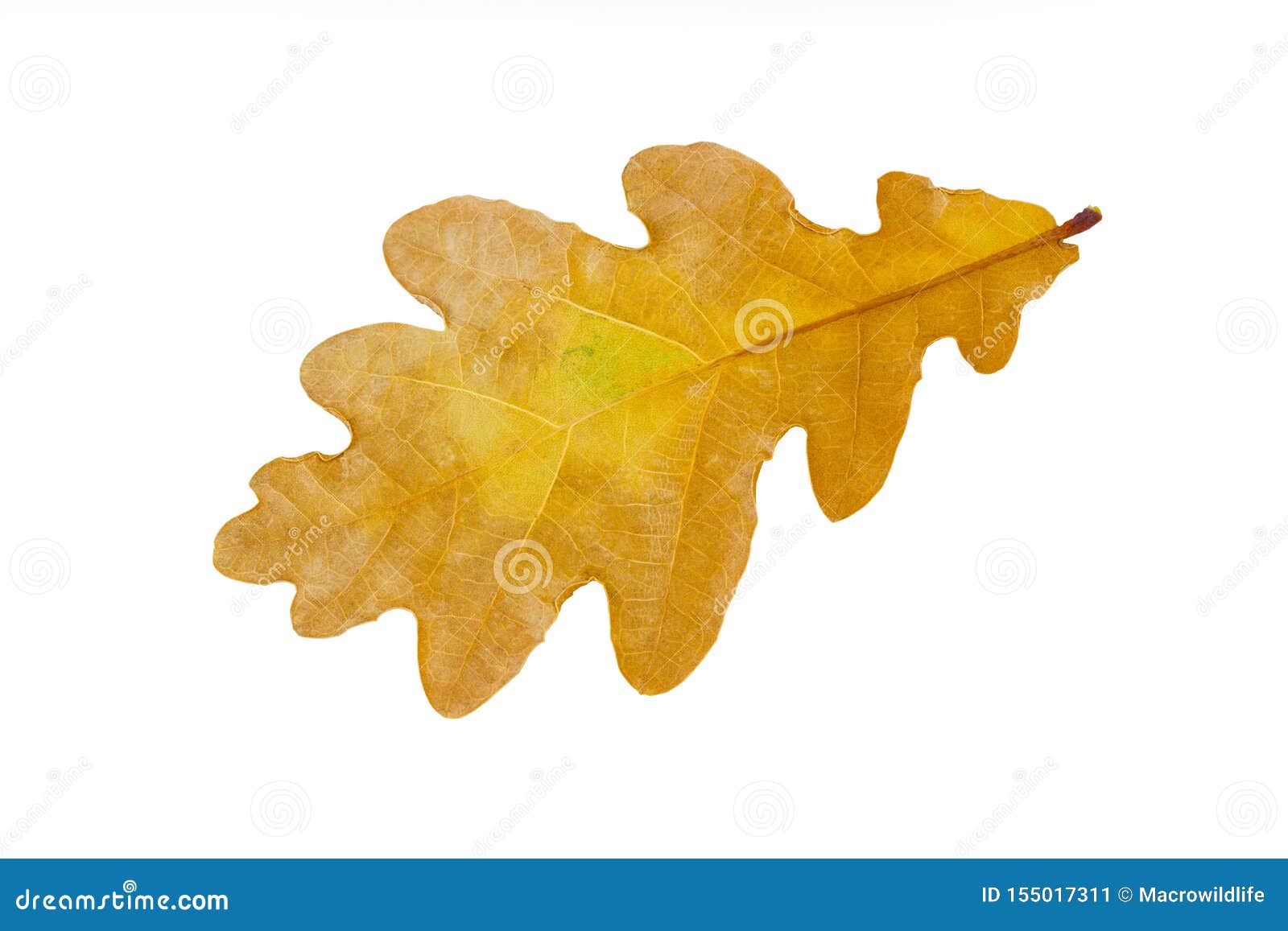 Colorful Autumn Oak Tree Leaf Close Up Isolated on White Background ...