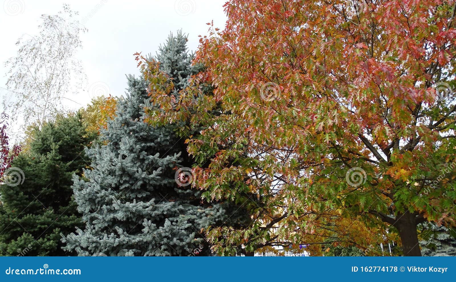 Colorful Autumn Paint, Silver Spruce, Oak Maple. Stock Photo - Image of ...