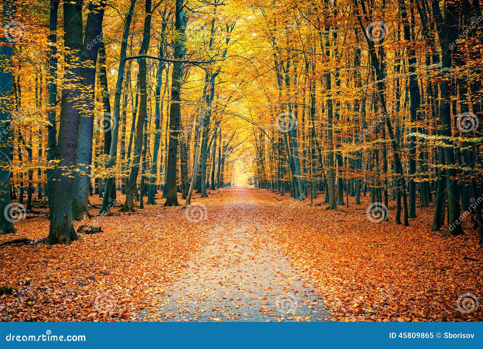 Colorful autumn park stock image. Image of background - 45809865