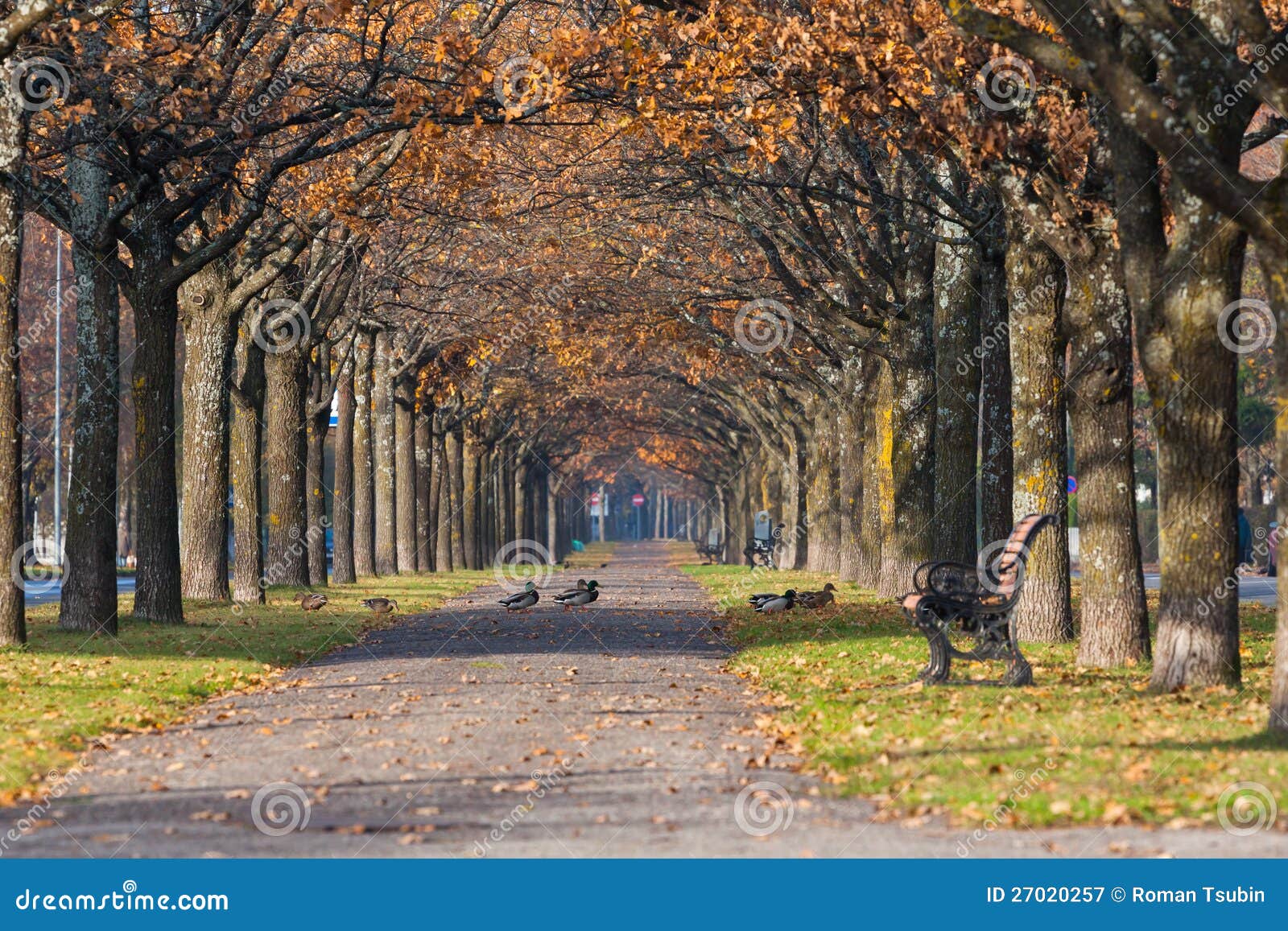 Colorful Autumn Park Scenery with Ducks Stock Image - Image of lake ...